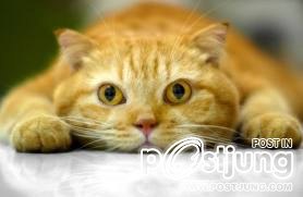 เหมียวๆ ยกขบวนความน่ารักมาแบบจัดหนักจ้า ♥