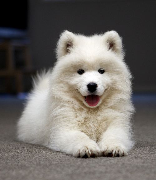ซามอยด์ (Samoyed)