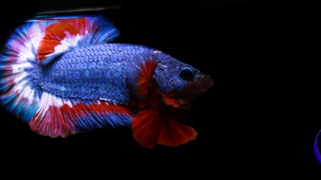 BT จำหน่ายปลากัดสวยงาม