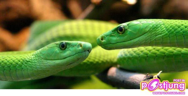 งู!!!!ล้วนๆ... รูปที่ 11 - PicPost PostJung.com