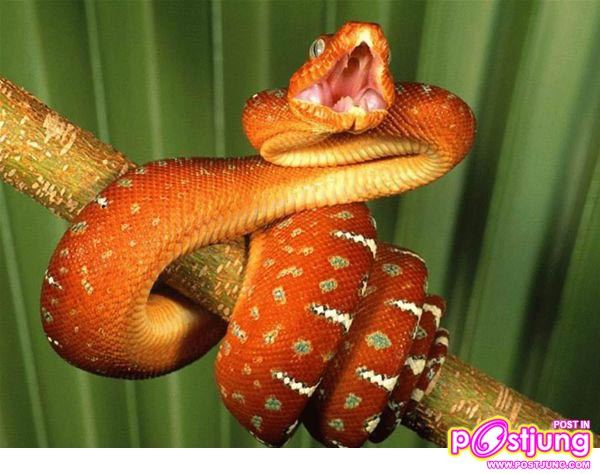 งู!!!!ล้วนๆ... รูปที่ 13 - PicPost PostJung.com