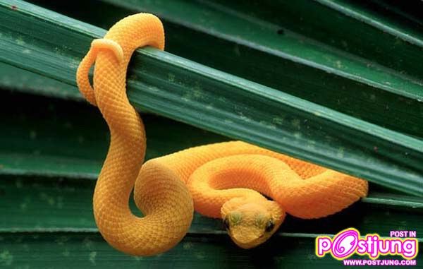 งู!!!!ล้วนๆ... รูปที่ 14 - PicPost PostJung.com