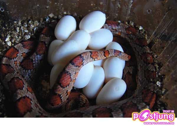 งู!!!!ล้วนๆ... รูปที่ 15 - PicPost PostJung.com