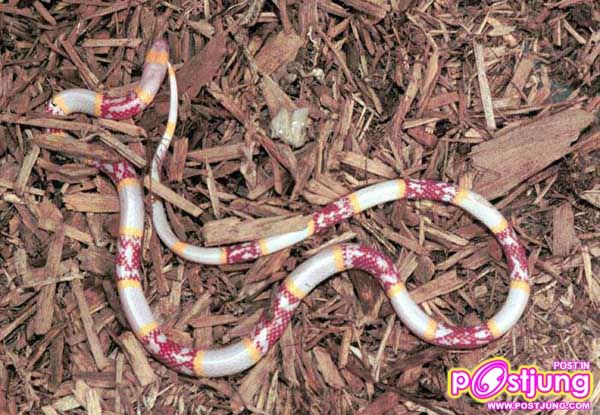 งู!!!!ล้วนๆ... รูปที่ 20 - PicPost PostJung.com