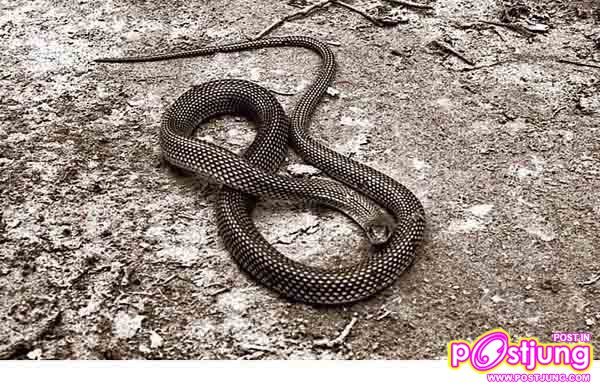 งู!!!!ล้วนๆ... รูปที่ 22 - PicPost PostJung.com