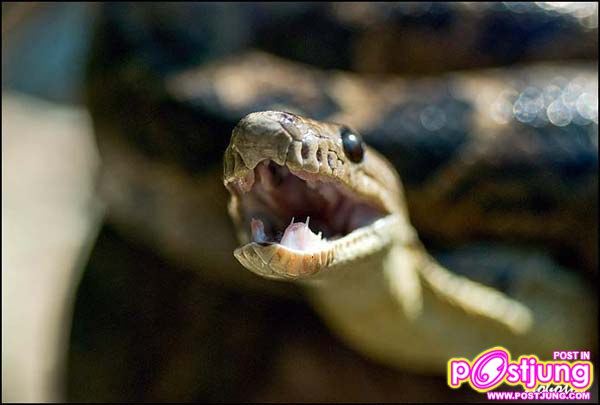 งู!!!!ล้วนๆ... รูปที่ 23 - PicPost PostJung.com