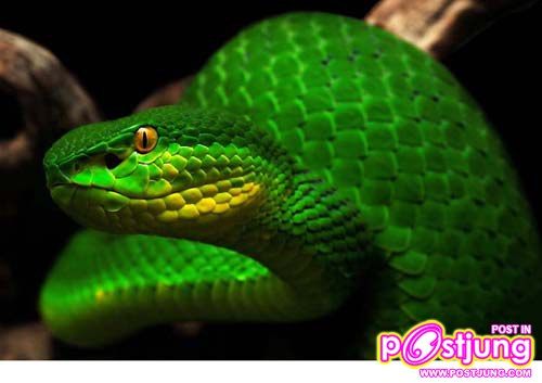 งู!!!!ล้วนๆ... รูปที่ 26 - PicPost PostJung.com