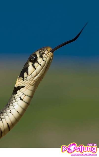 งู!!!!ล้วนๆ... รูปที่ 7 - PicPost PostJung.com