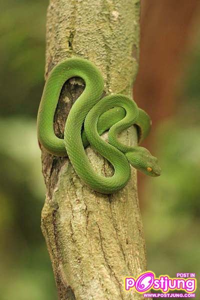 งู!!!!ล้วนๆ... รูปที่ 10 - PicPost PostJung.com